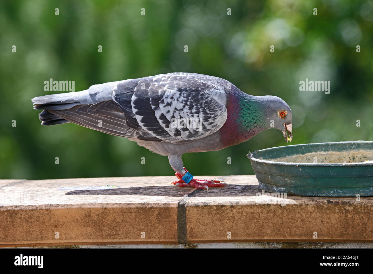 Carrier pidgeon hi-res stock photography and images - Alamy