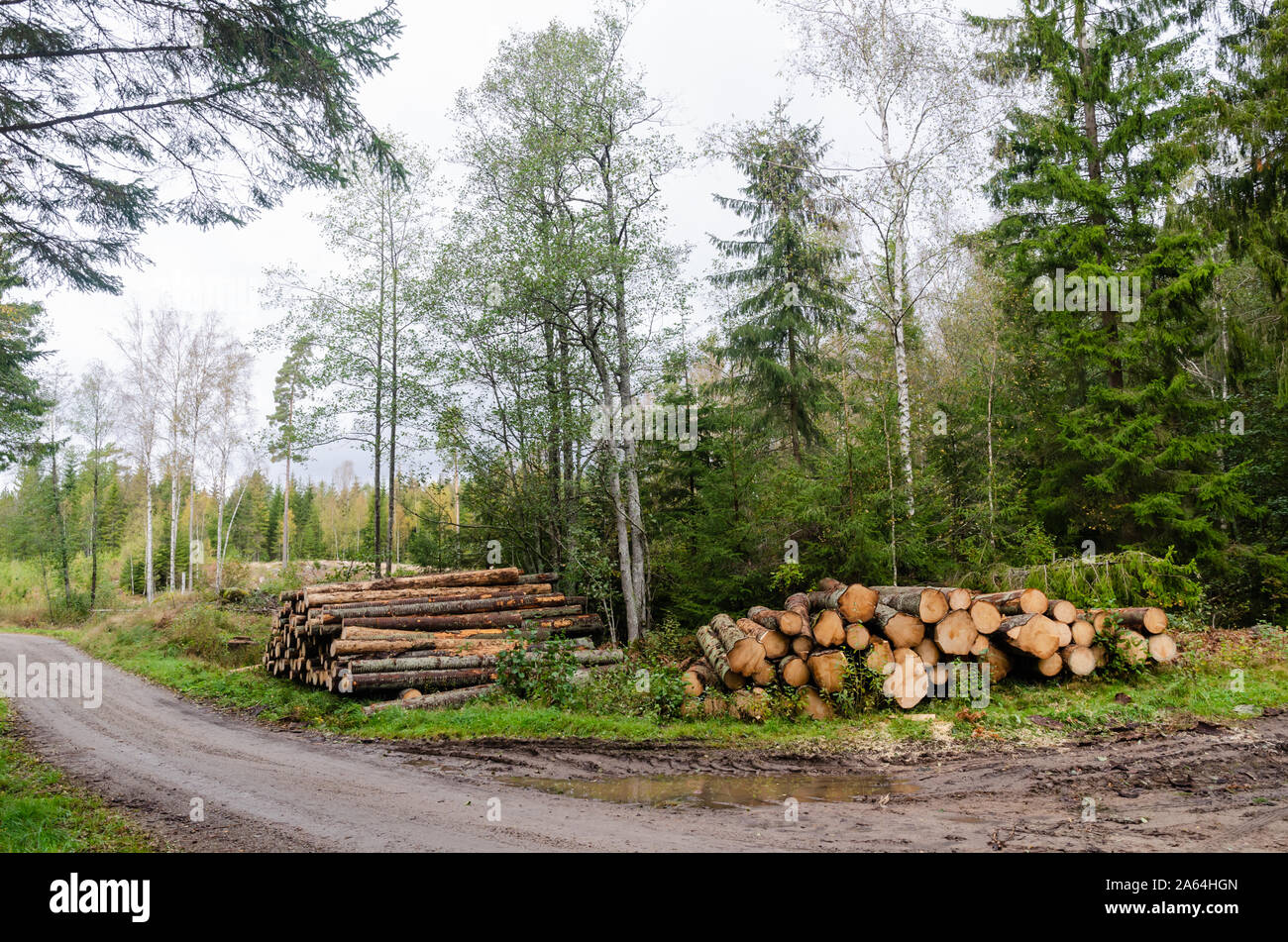 Timber stacks by roadside in a spruce tree forest Stock Photo - Alamy