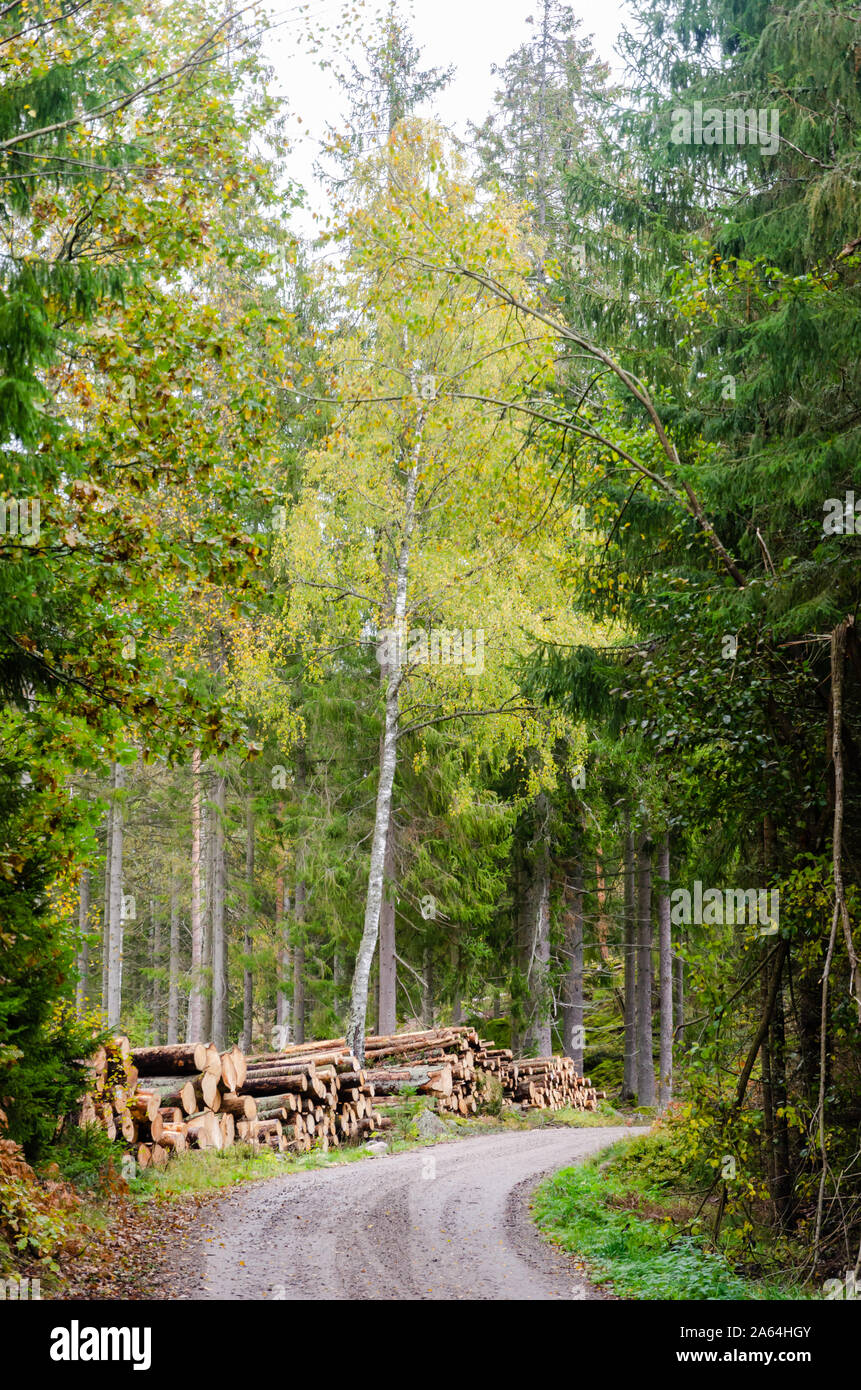 Timber stacks by roadside in a forest by fall season Stock Photo - Alamy