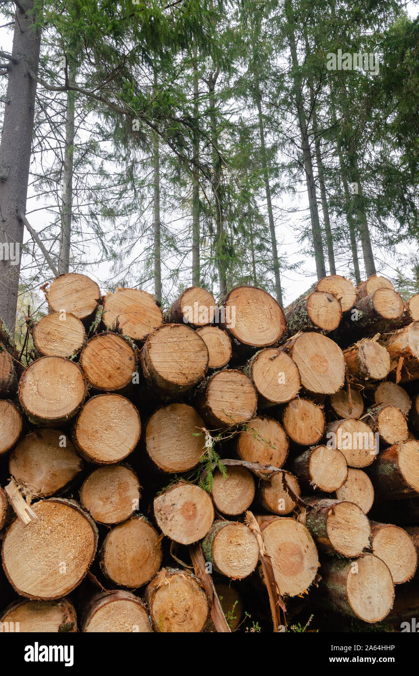 Renewable resources - a timberstack in a coniferous forest Stock Photo ...