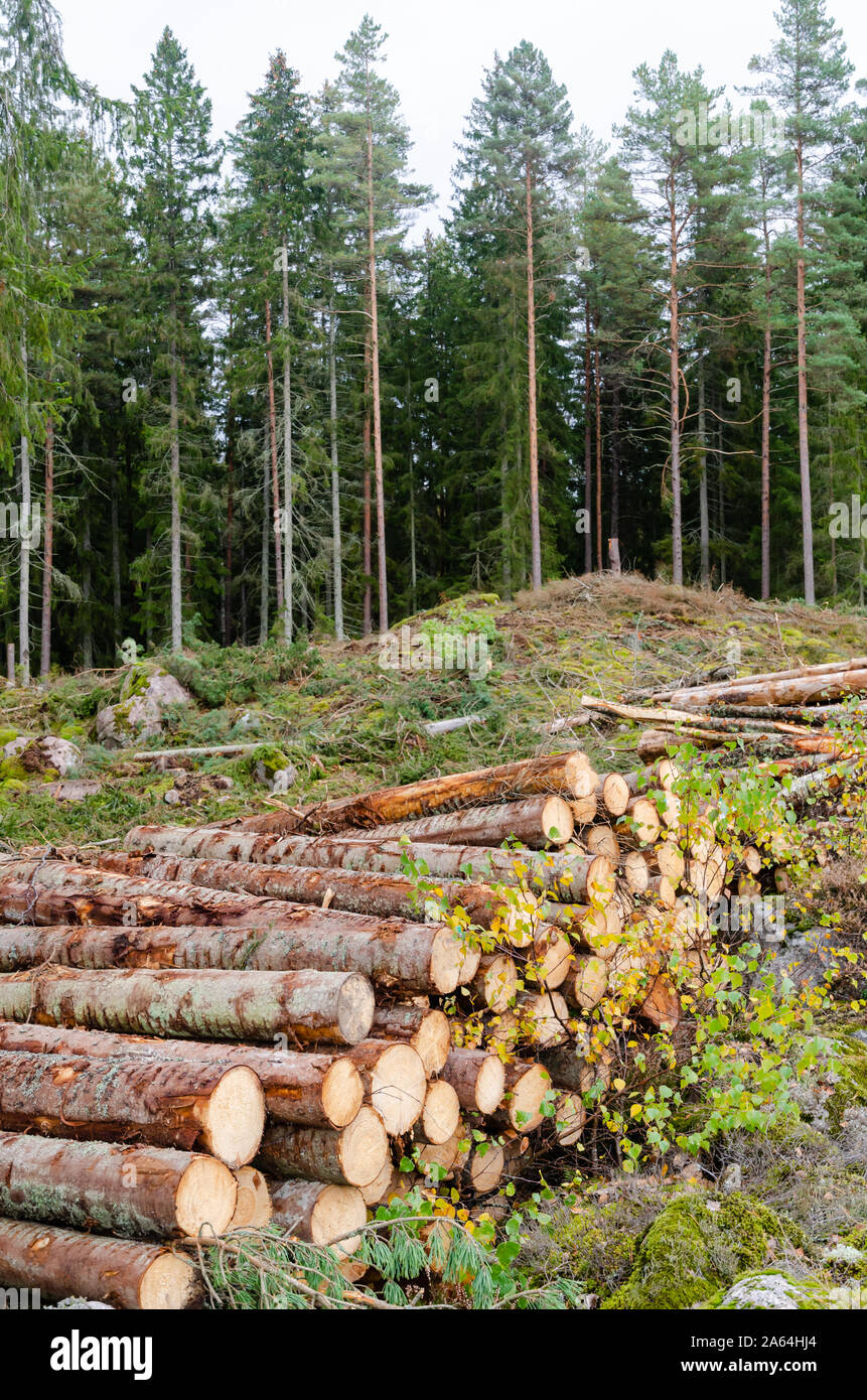 Timber stack by a clear cut forest area in a coniferous forest by fall ...