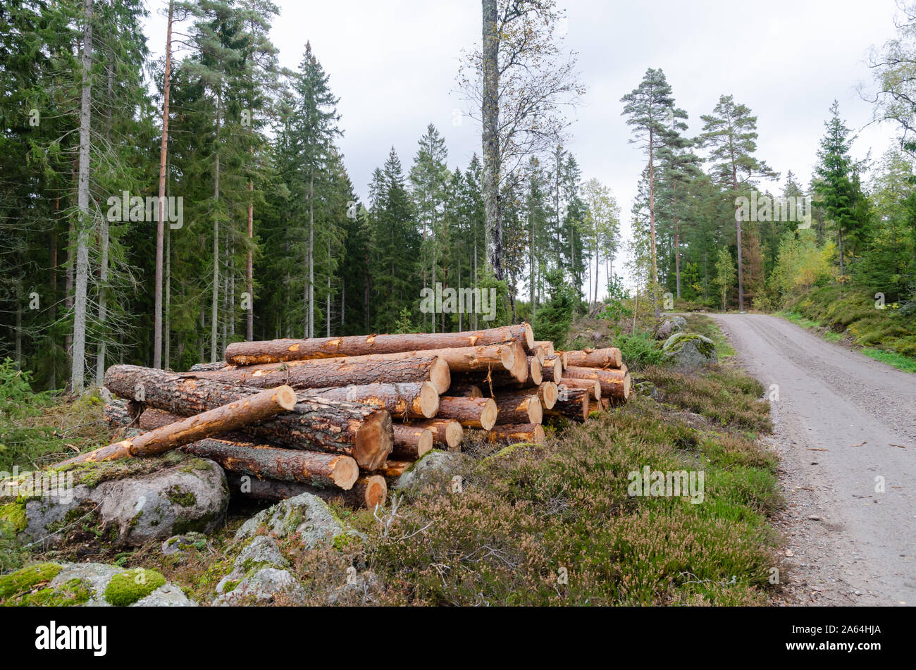 Coniferous forest with a timber stack by a gravel road side Stock Photo ...