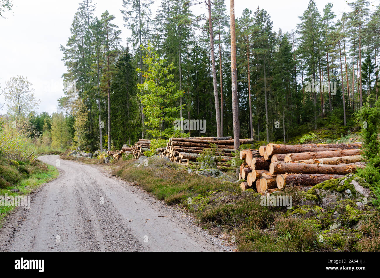 Timber stacks by a winding country gravel road side in a coniferous ...