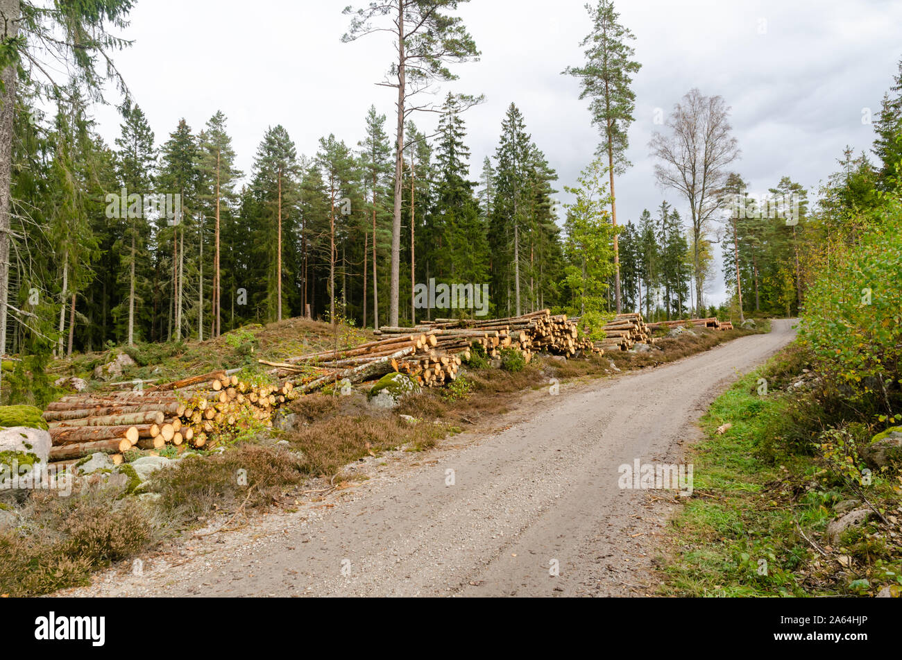 Coniferous forest with timber stacks by a winding dirt road side Stock ...