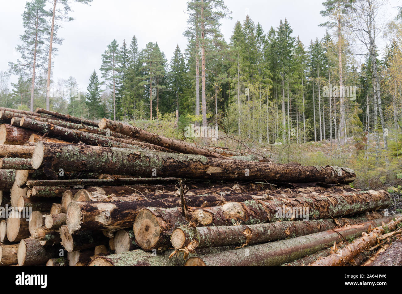 Pulpwood in a timber stack in a coniferous forest Stock Photo - Alamy