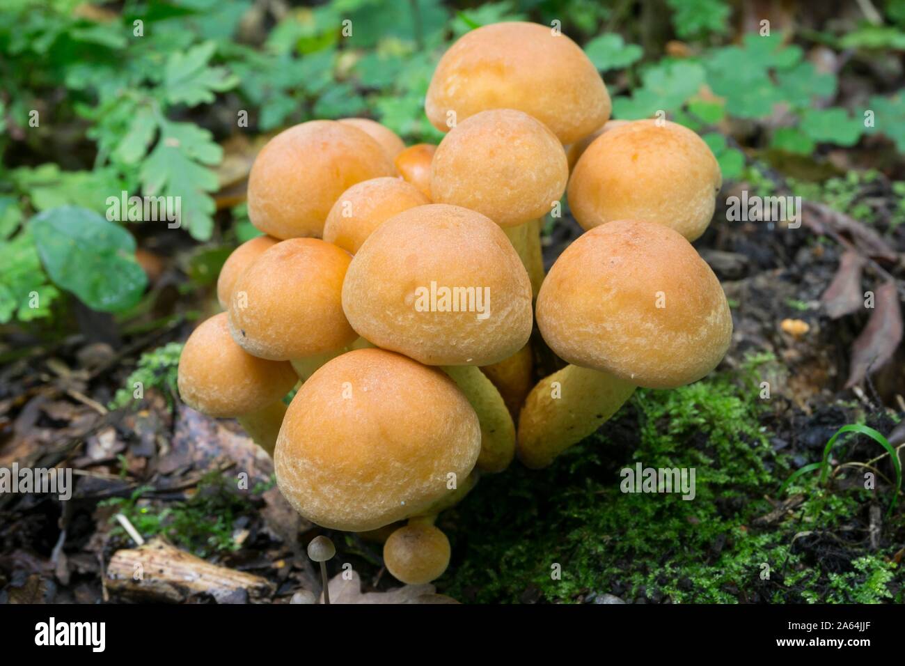 Stock sponge (Kuehneromyces), nature reserve Beversee, North Rhine ...