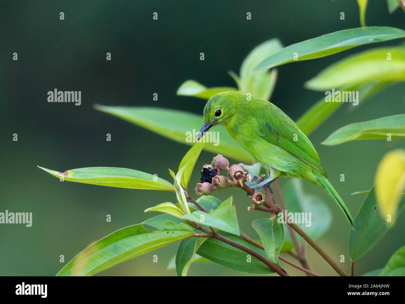 Bluebeard leafbird chloropsis cyanopogon hi-res stock photography and ...