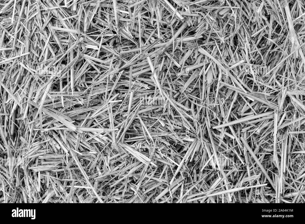 Black and white texture, dry hay straw top view, backdrop background ...