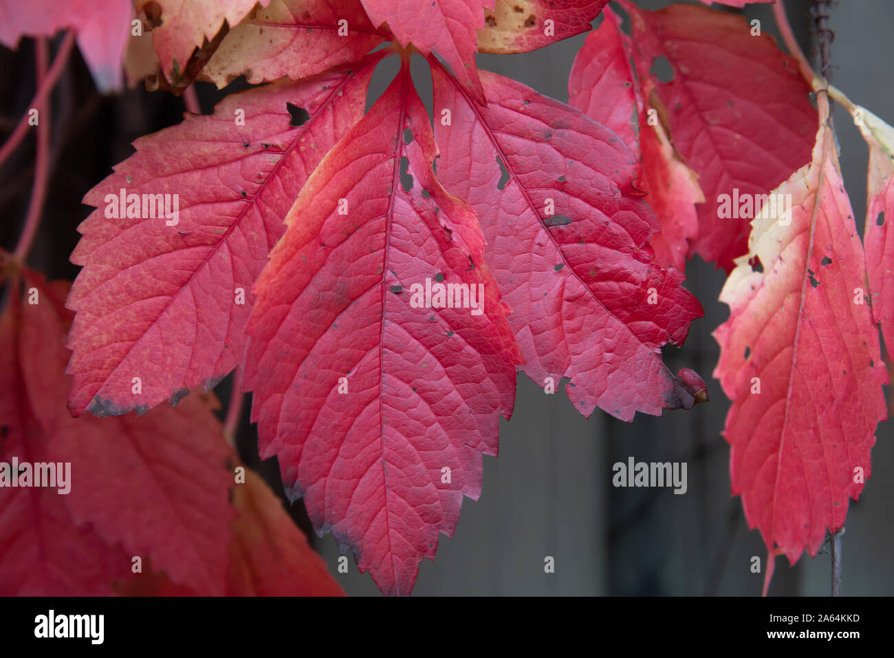 Red leaves during Autumn in Canada Stock Photo - Alamy