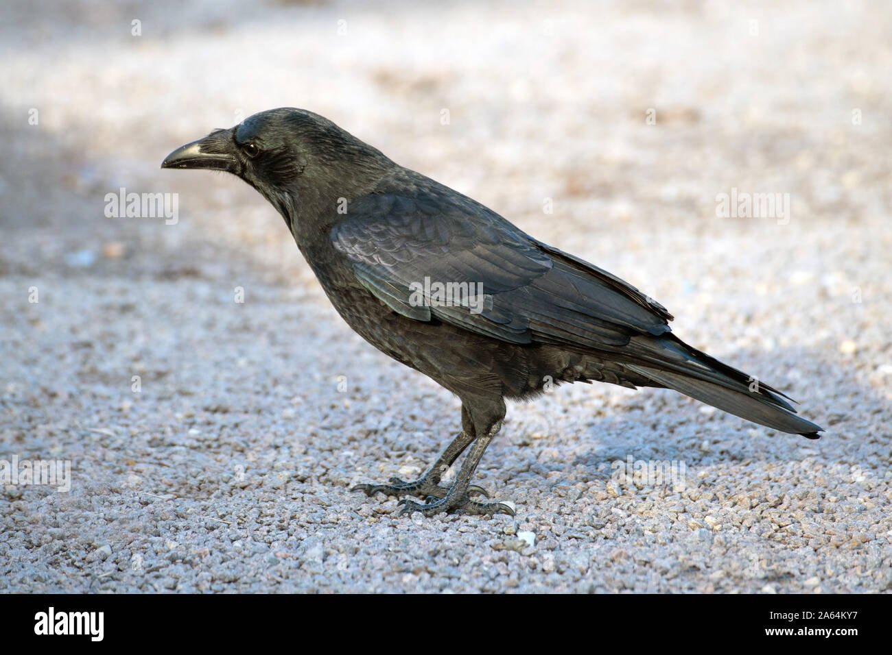 Full body side view of a large black 'Corvus Corax' common raven or ...