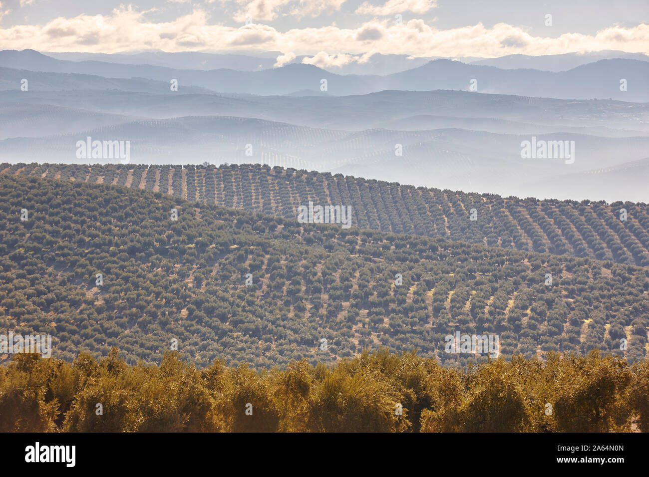 Olive tree fields in Andalusia. Spanish agricultural harvest landscape ...