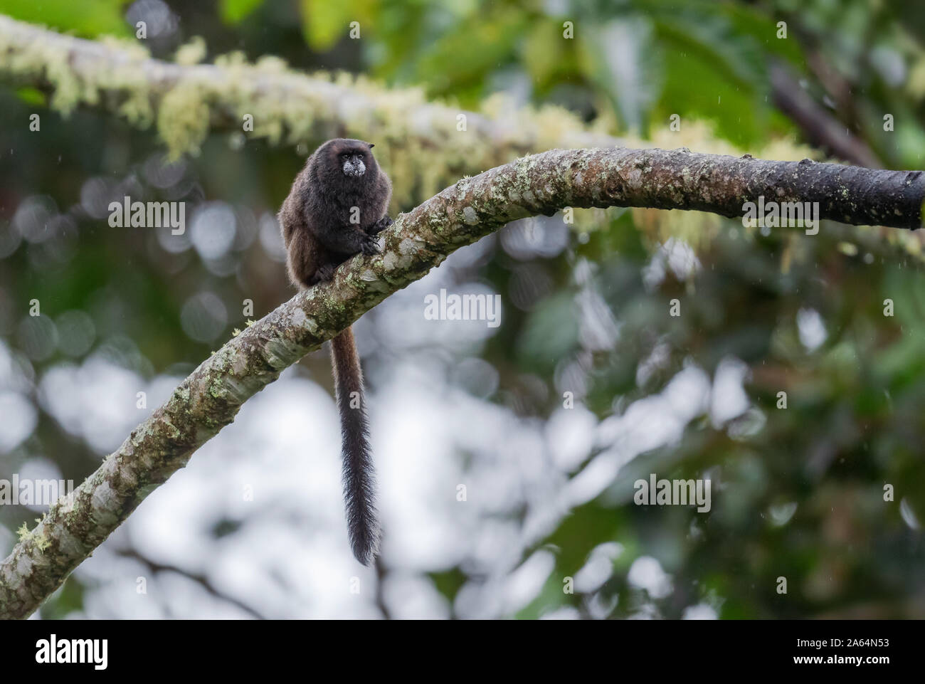 Graells's Black-mantle Tamarin- Saguinus nigricollis graellsi, shy tiny ...