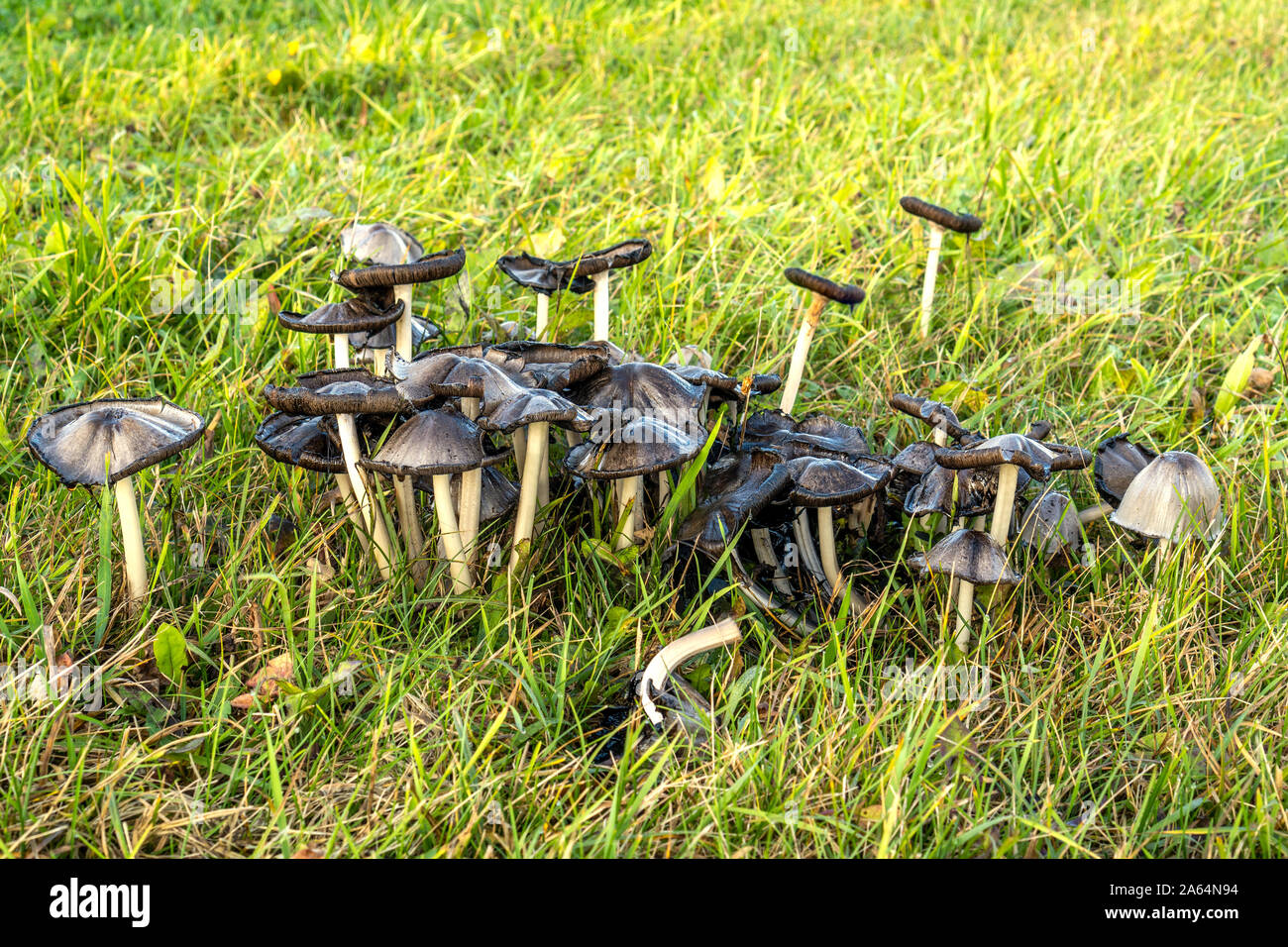 Common ink cap coprinopsis atramentaria hi-res stock photography and ...