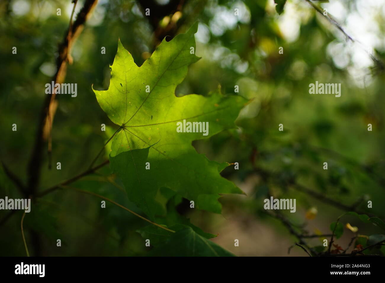 big green maple leaf with sunlight, tree branch in the summer forest ...