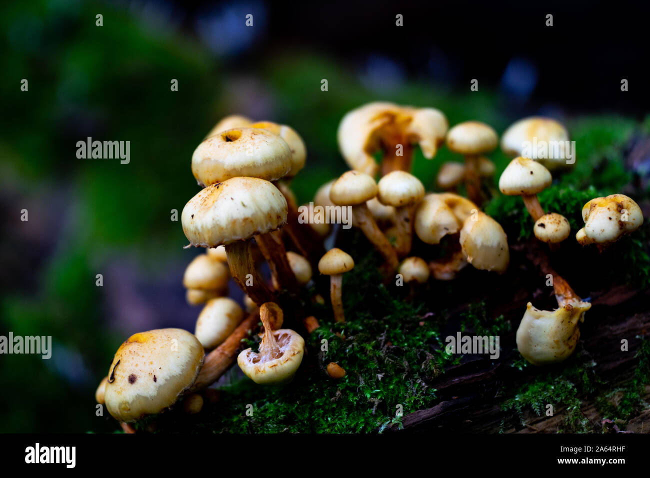 Fungi in nature hi-res stock photography and images - Alamy