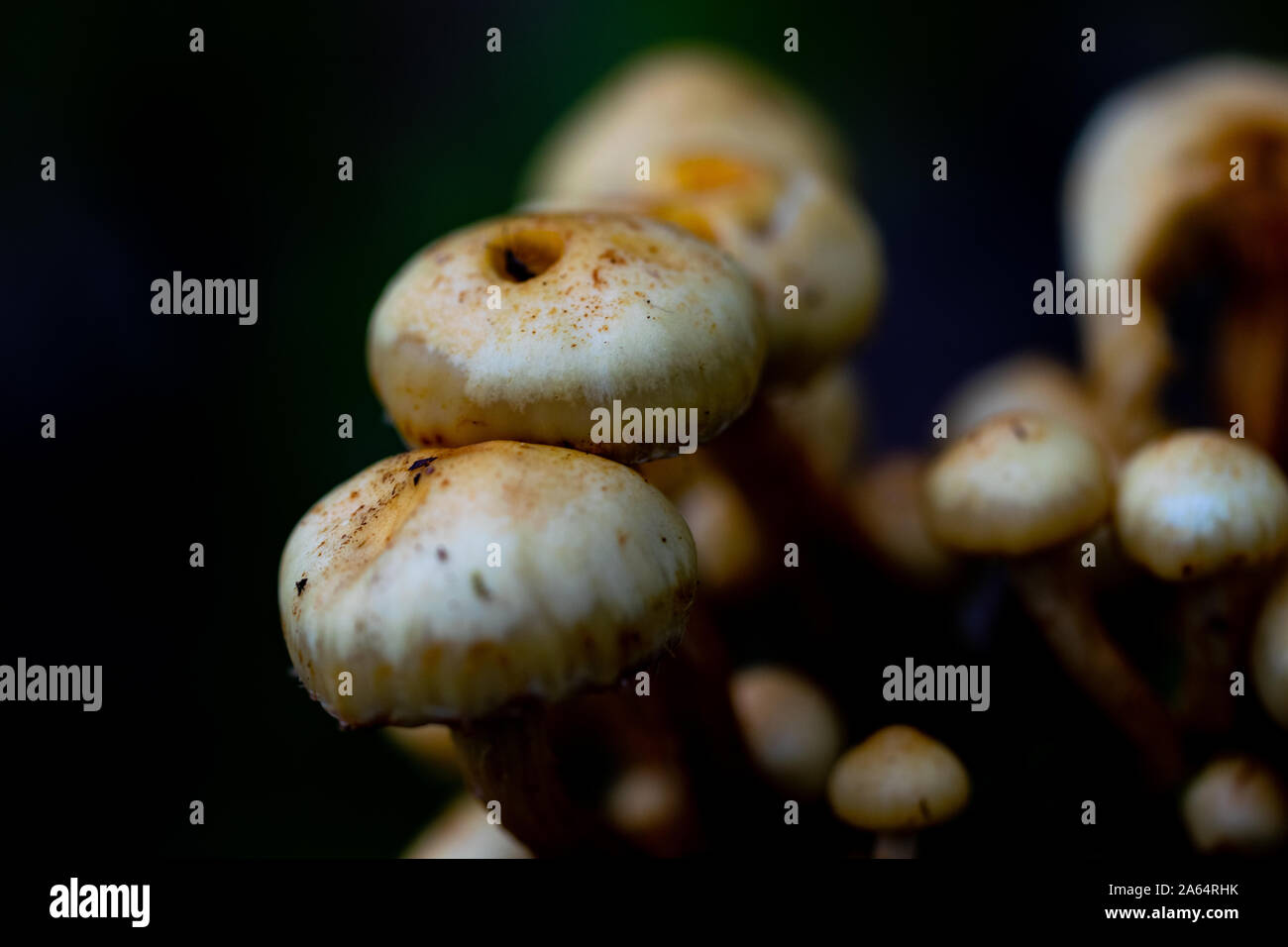 Beauty of fungi in nature hi-res stock photography and images - Alamy