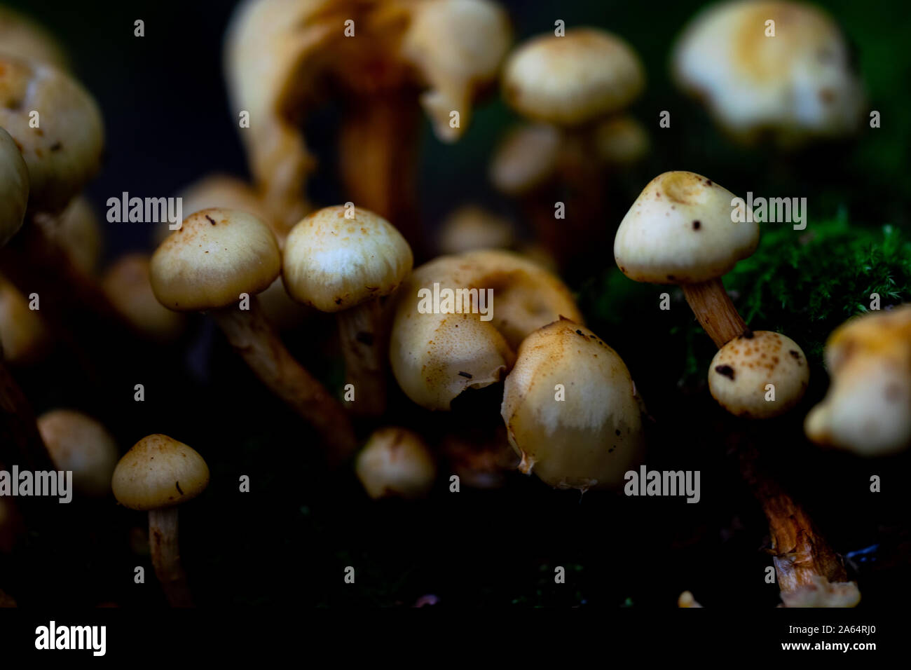 Fungi fungus vegetable hi-res stock photography and images - Alamy