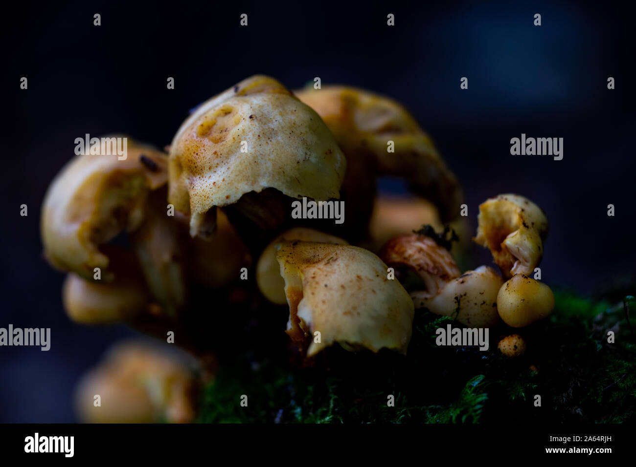 Beauty of fungi in nature hi-res stock photography and images - Alamy