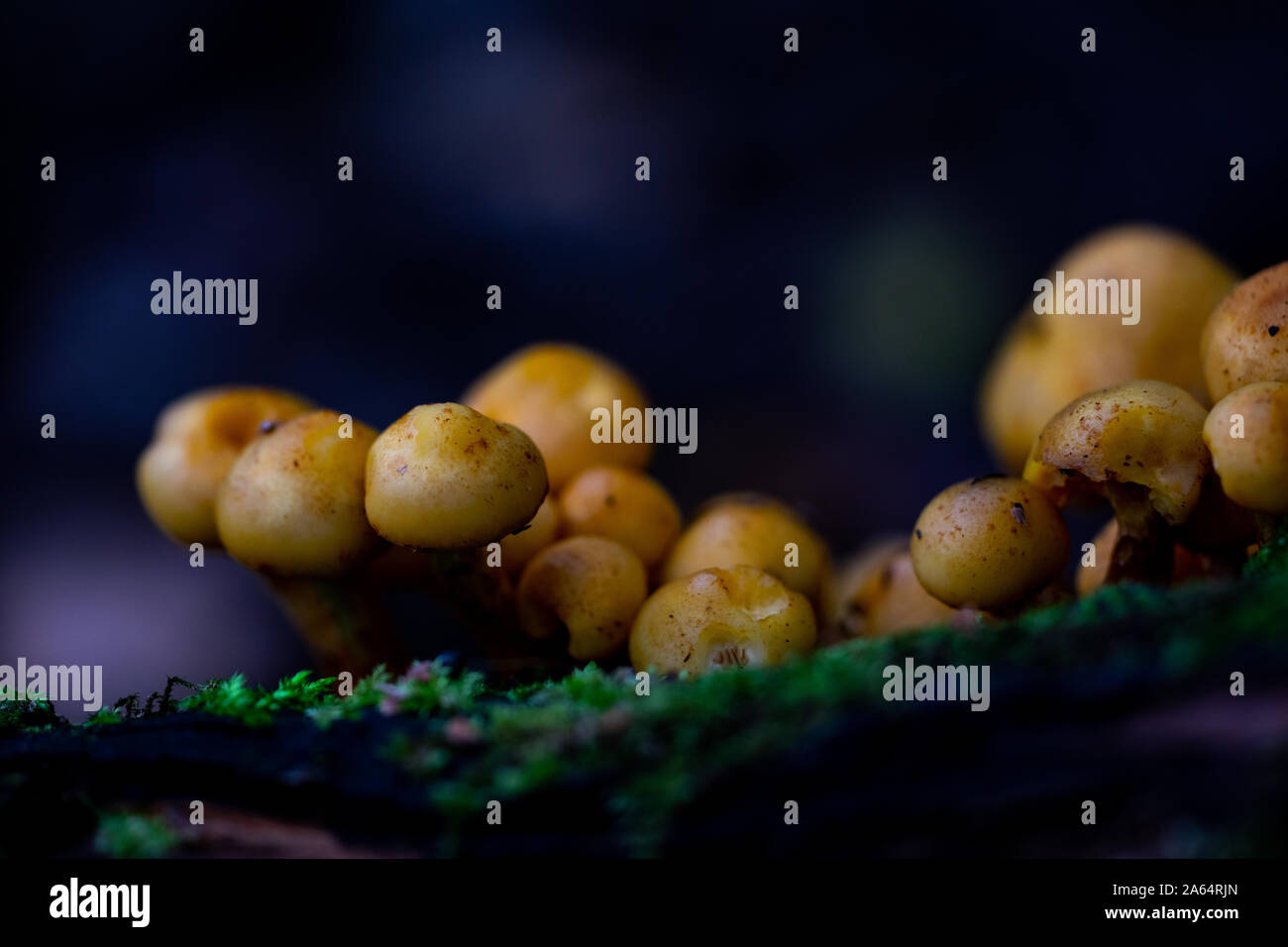 Beauty of fungi hi-res stock photography and images - Alamy