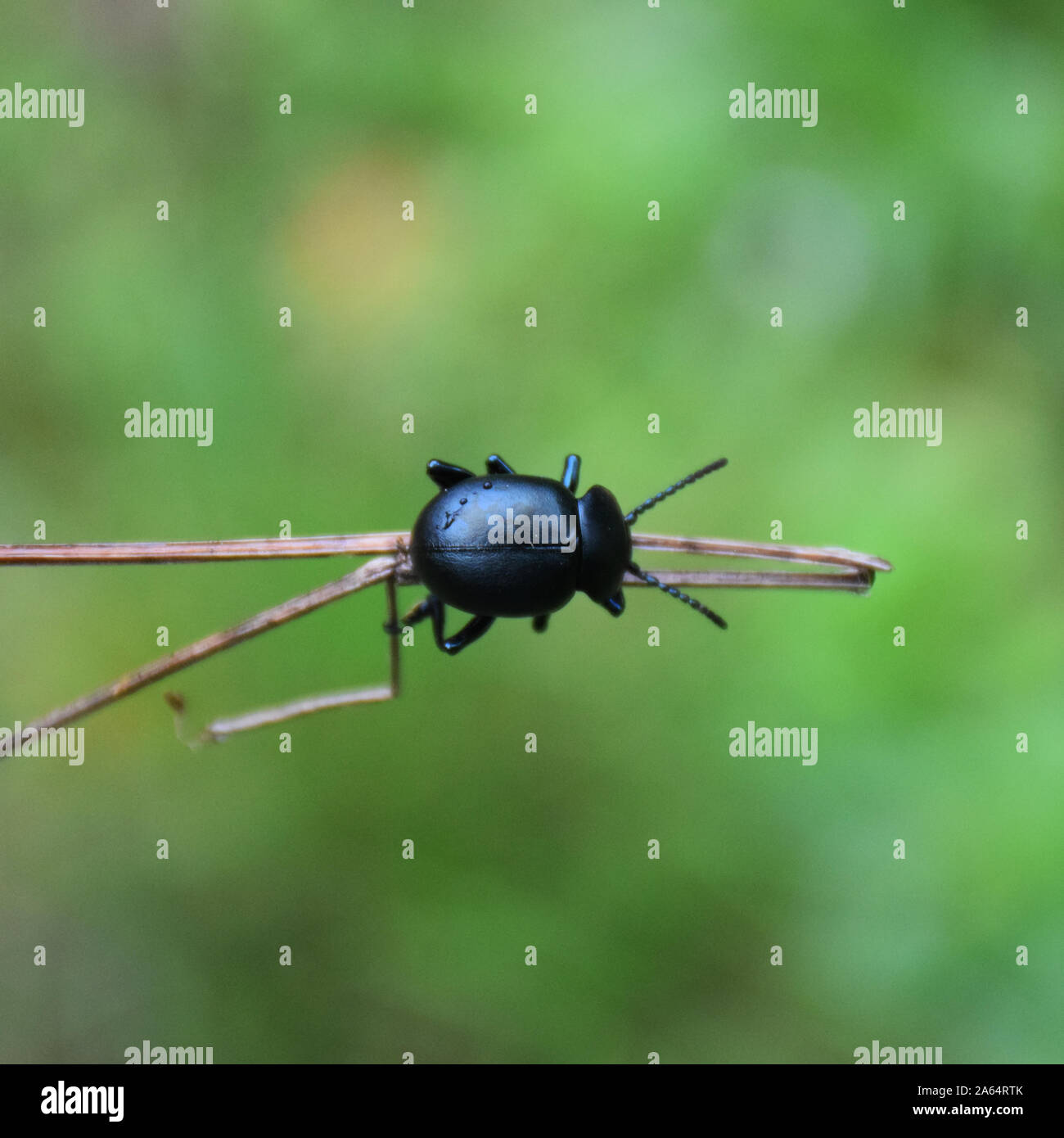 Insecte hi-res stock photography and images - Alamy