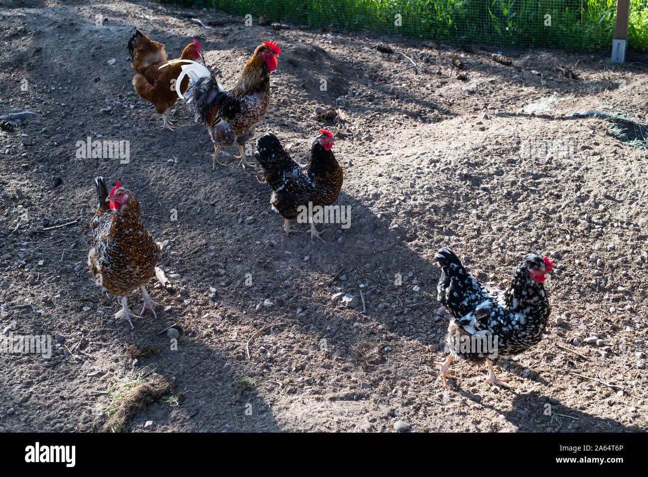 Chickens tree hi-res stock photography and images - Alamy