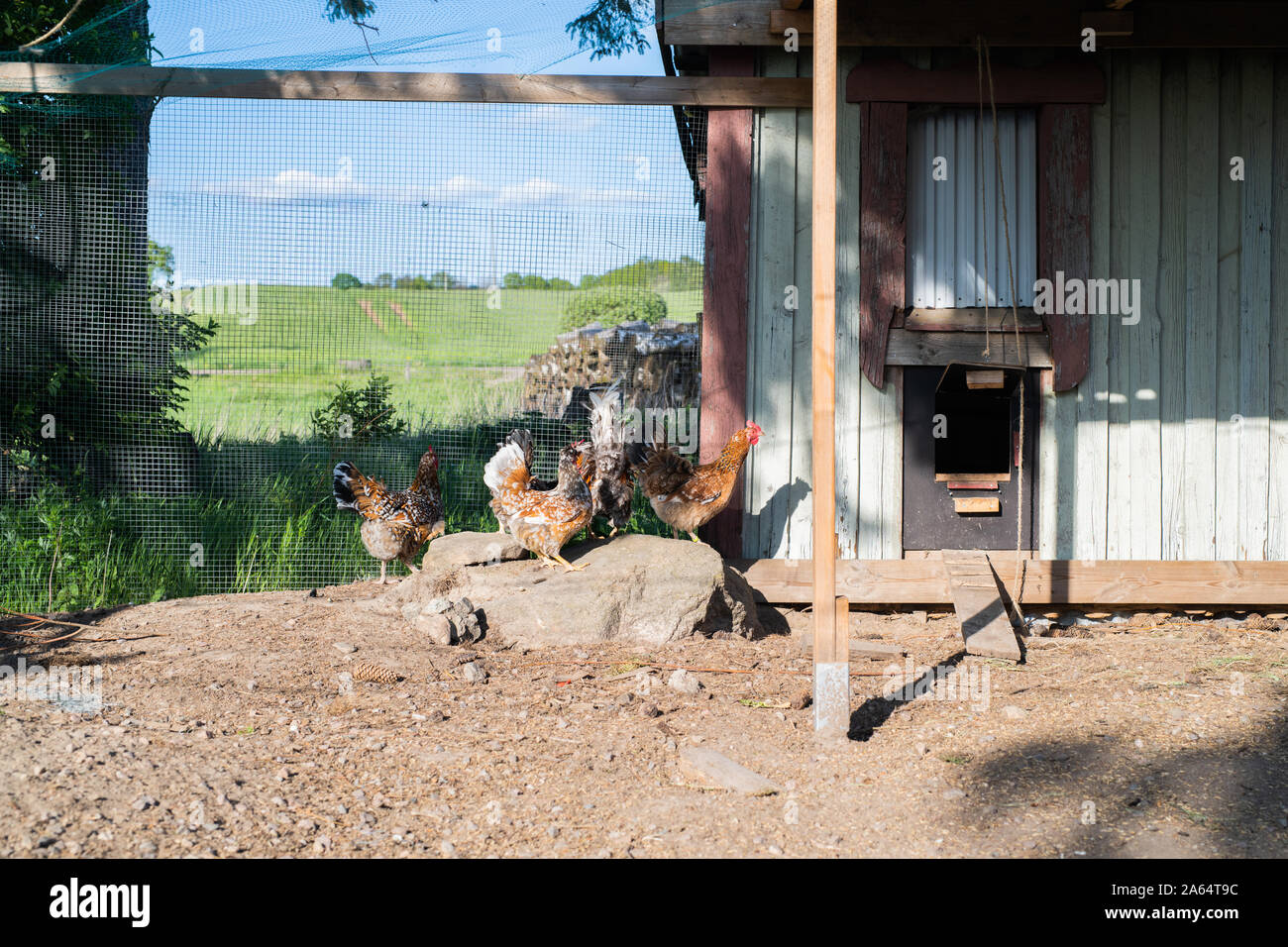 Chickens tree hi-res stock photography and images - Alamy
