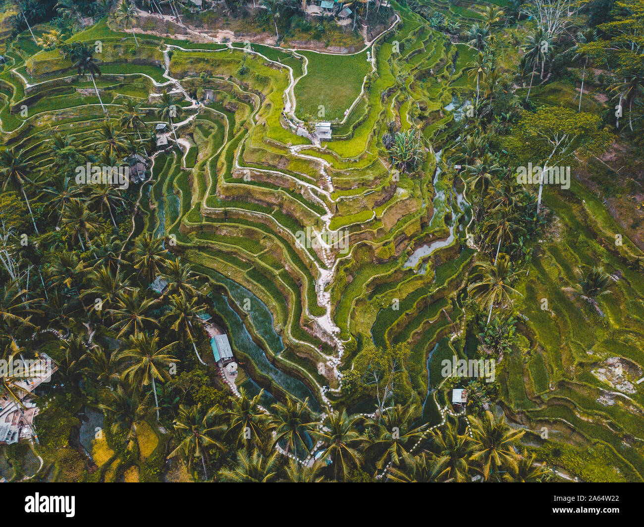 Aerial view from the drone on rice terraces of Bali. Green rice fields ...