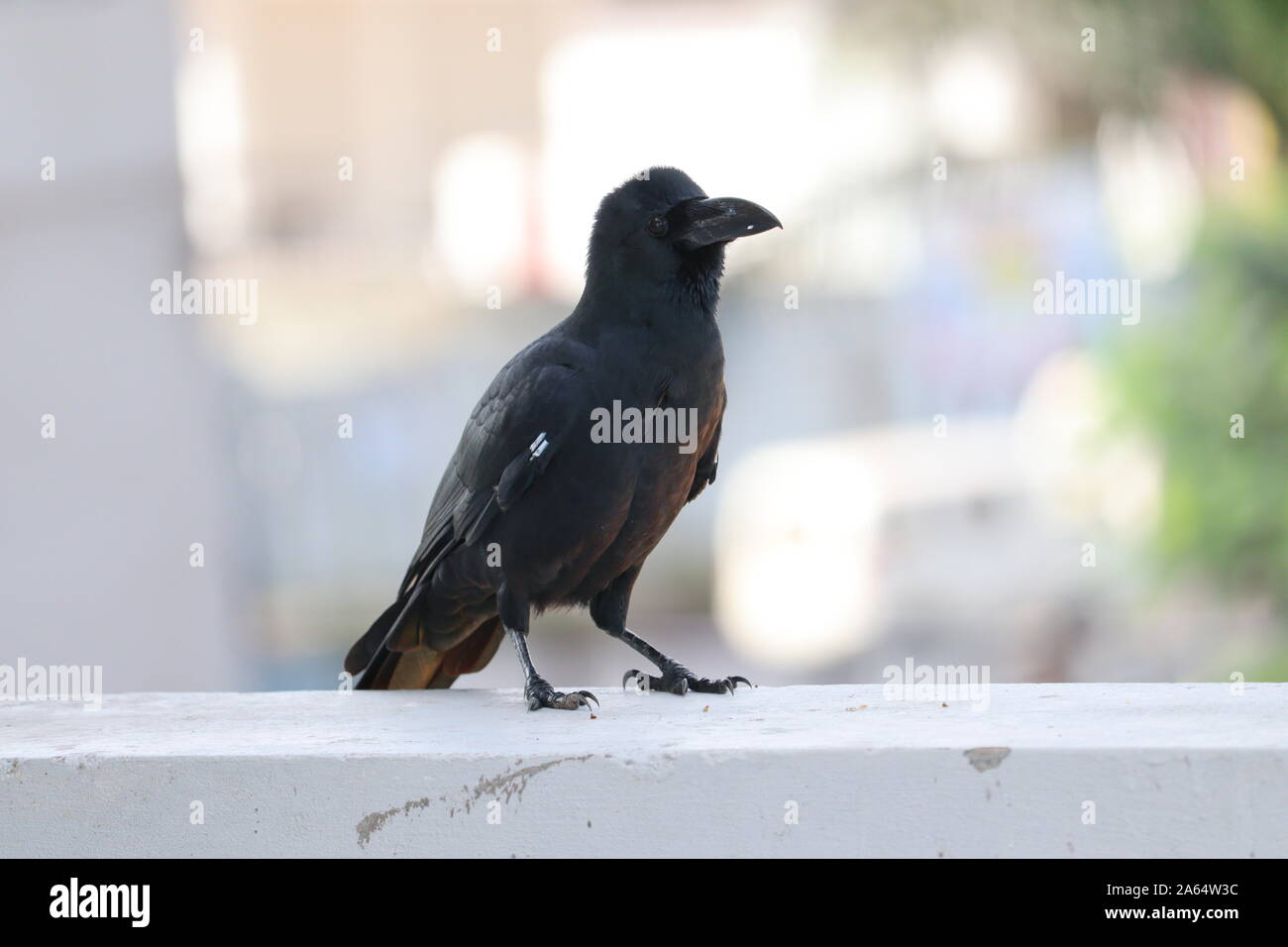 Blackbird flying isolated hi-res stock photography and images - Alamy