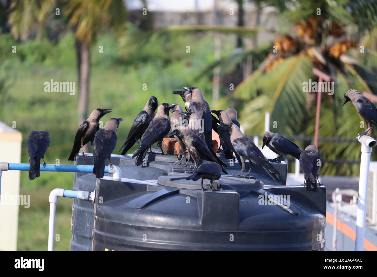 Group of crows hi-res stock photography and images - Alamy
