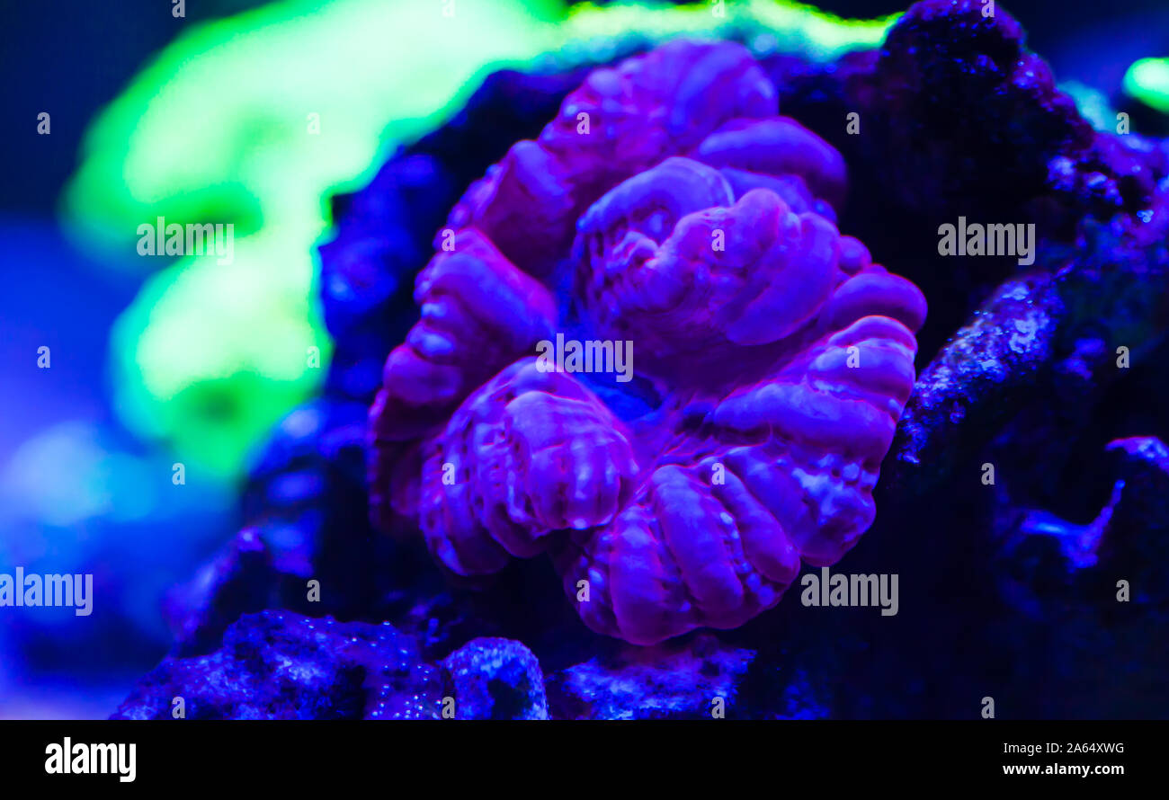 live corals in a large marine aquarium Stock Photo - Alamy