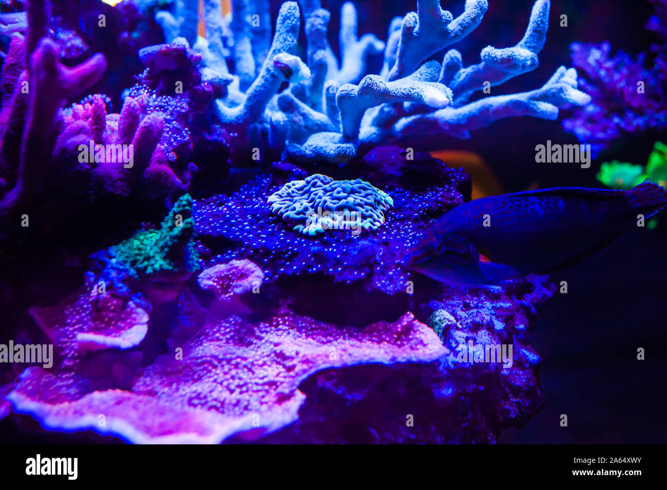 Large aquarium tropical fish corals hi-res stock photography and images ...
