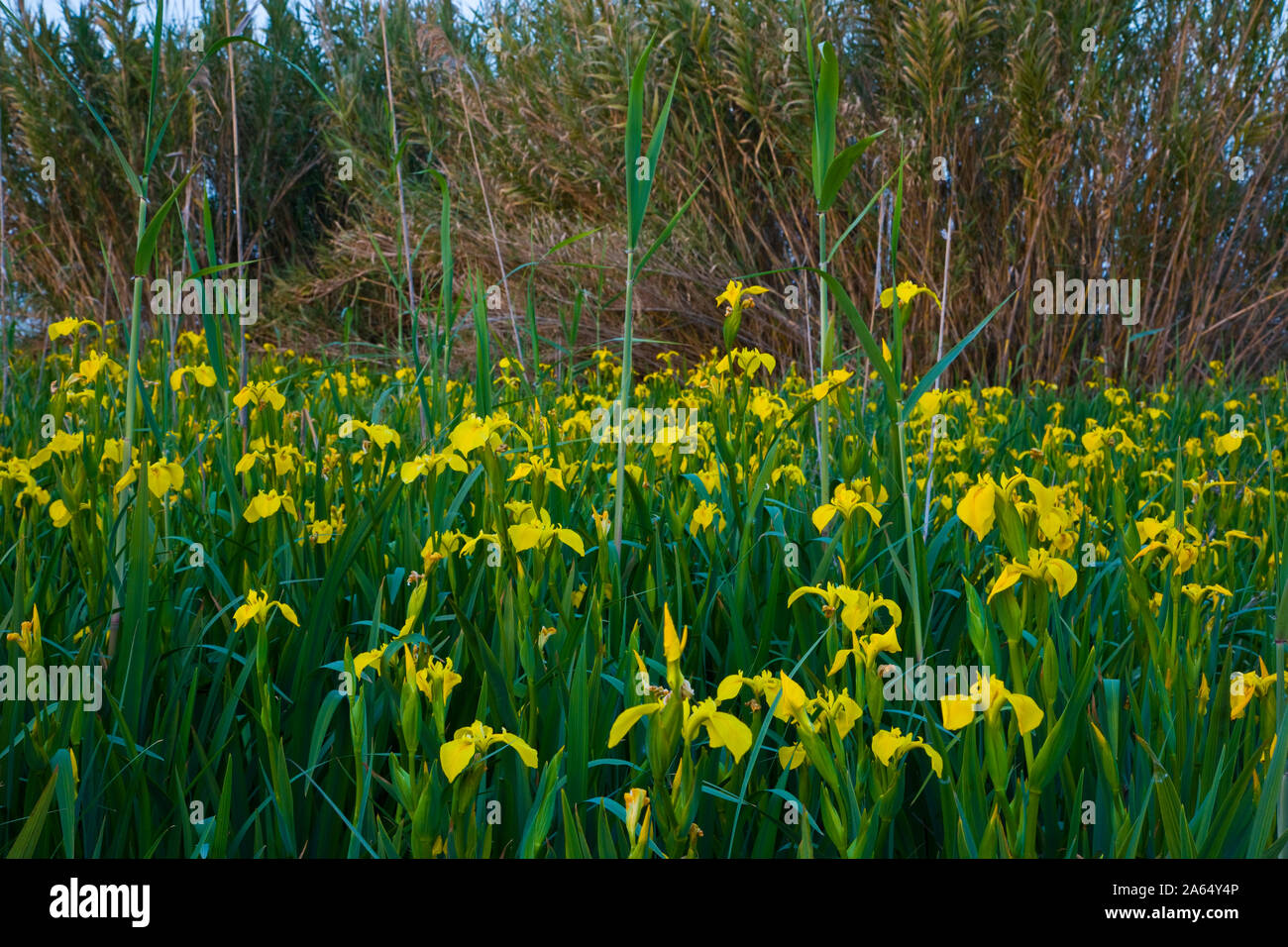 Iris pseudacorus, the yellow flag, yellow iris, or water flag. Marshes ...