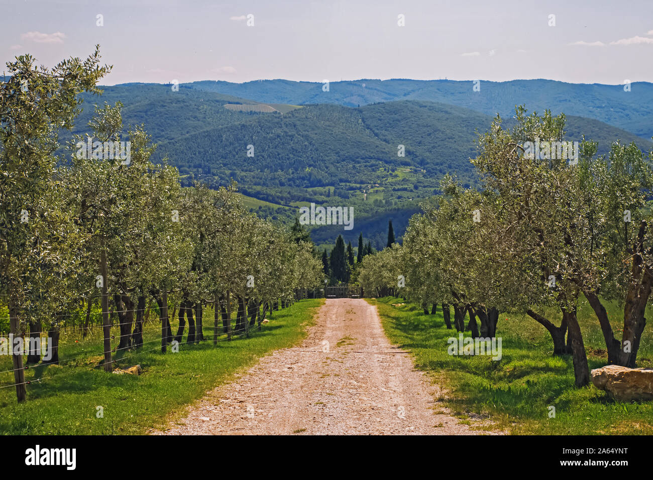 Olive trees passing road hi-res stock photography and images - Alamy