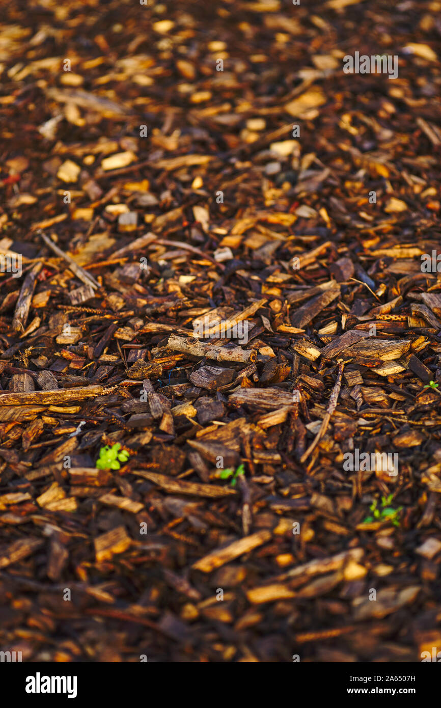 Rain forest ground cover hi-res stock photography and images - Alamy