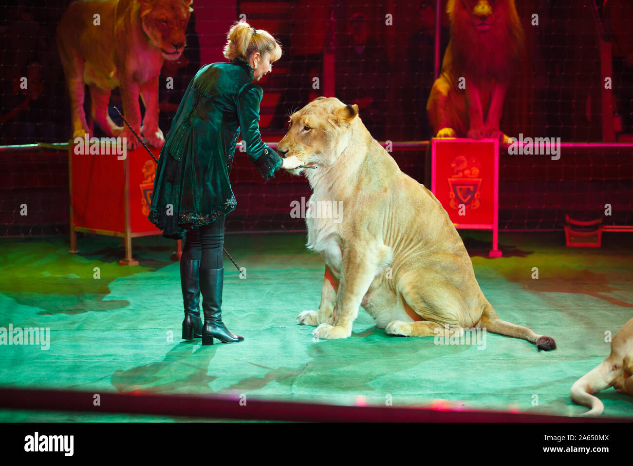performance of a trainer of lions in a circus Stock Photo - Alamy