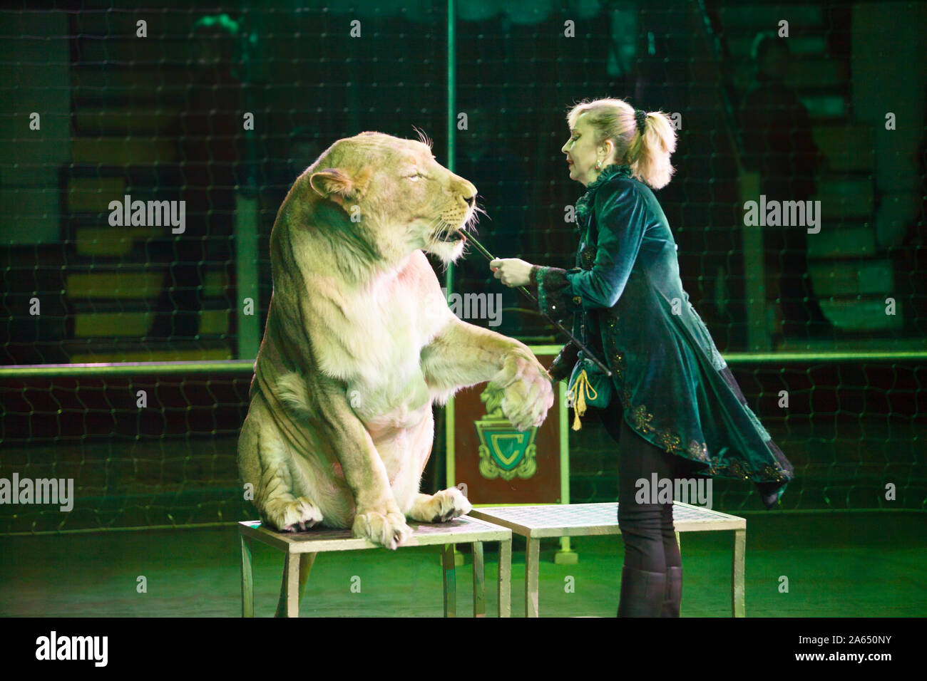 performance of a trainer of lions in a circus Stock Photo - Alamy