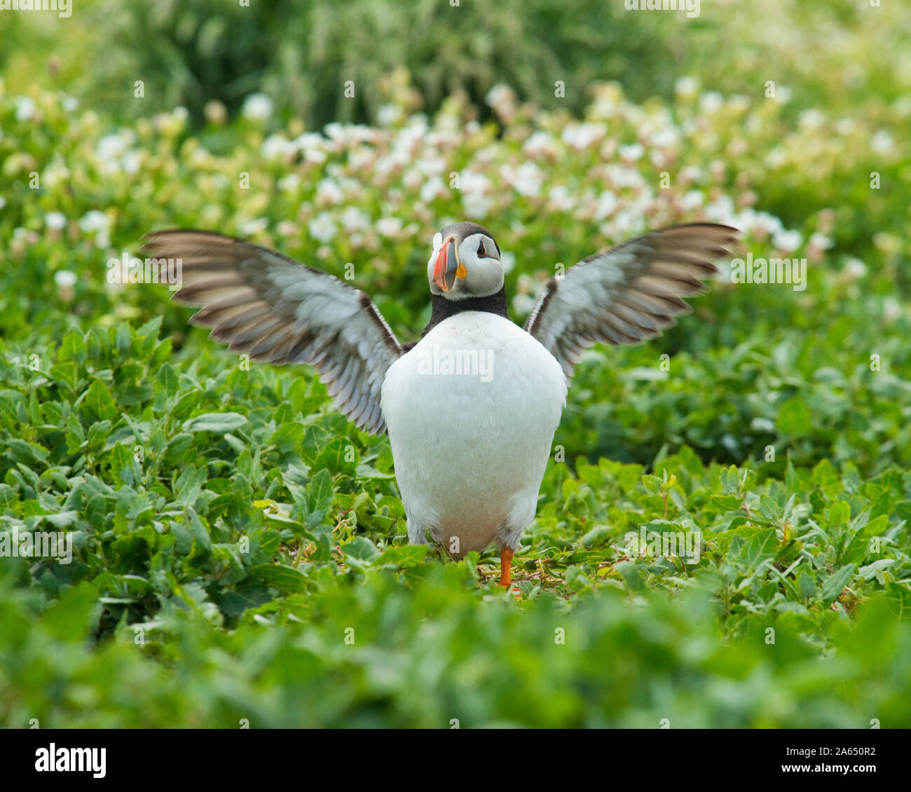 Parrot flapping wings hi-res stock photography and images - Alamy