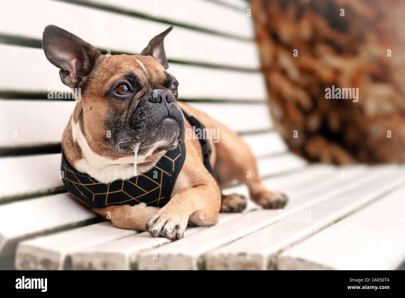 Drooling brown French Bulldog dog lying down and relaxing on a white ...
