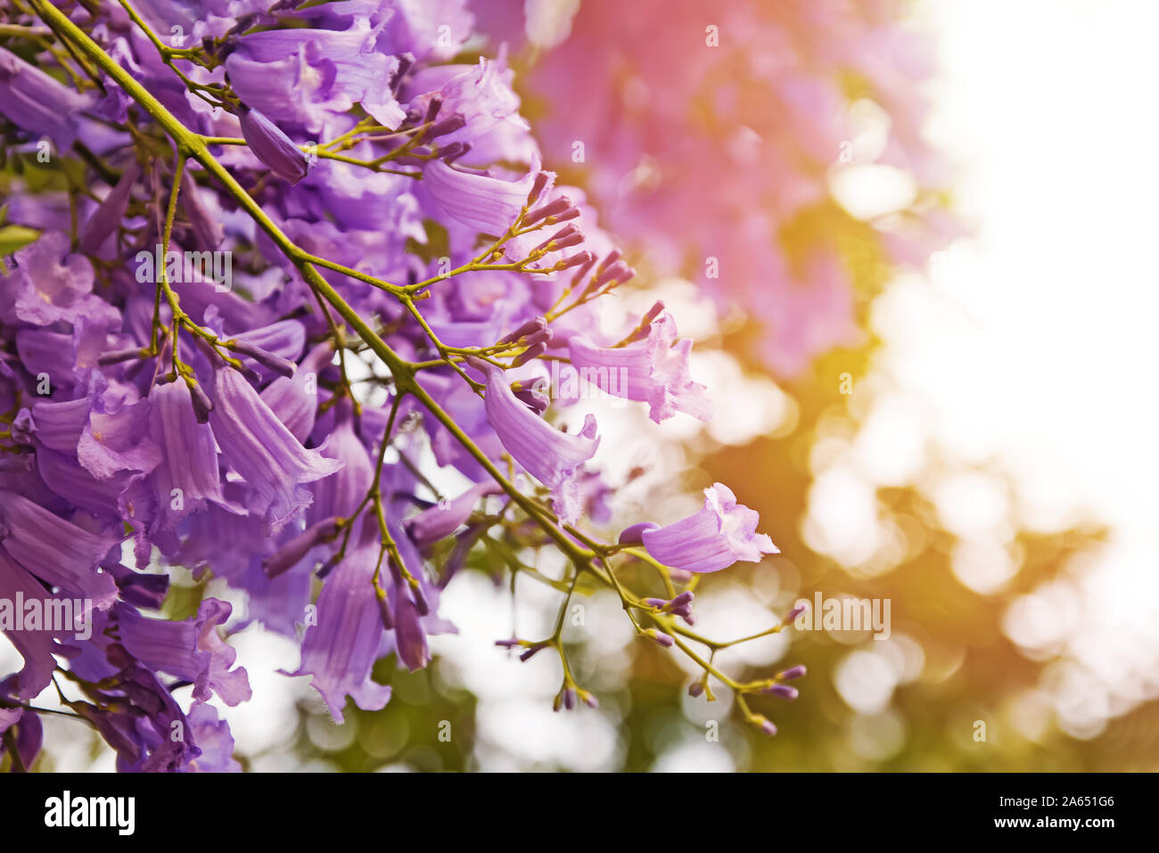 Beautiful jacaranda tree with purple flowers Stock Photo - Alamy