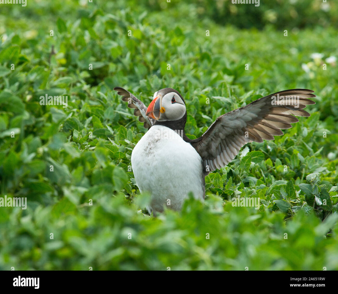 Puffin wings hi-res stock photography and images - Alamy