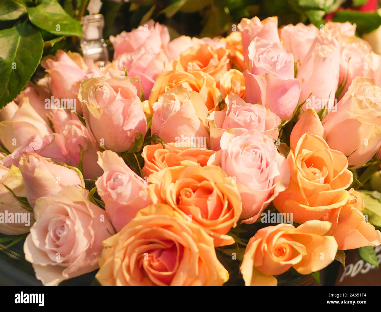 Most beloved flower hi-res stock photography and images - Alamy