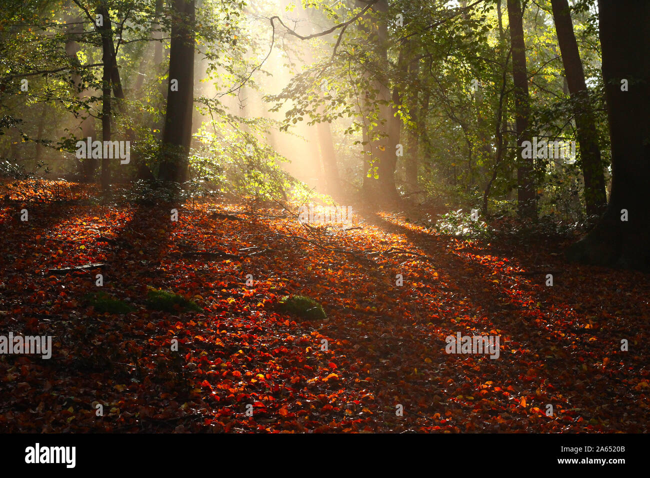 Beautiful sunbeams appearing in an open place in a forest in autumn ...