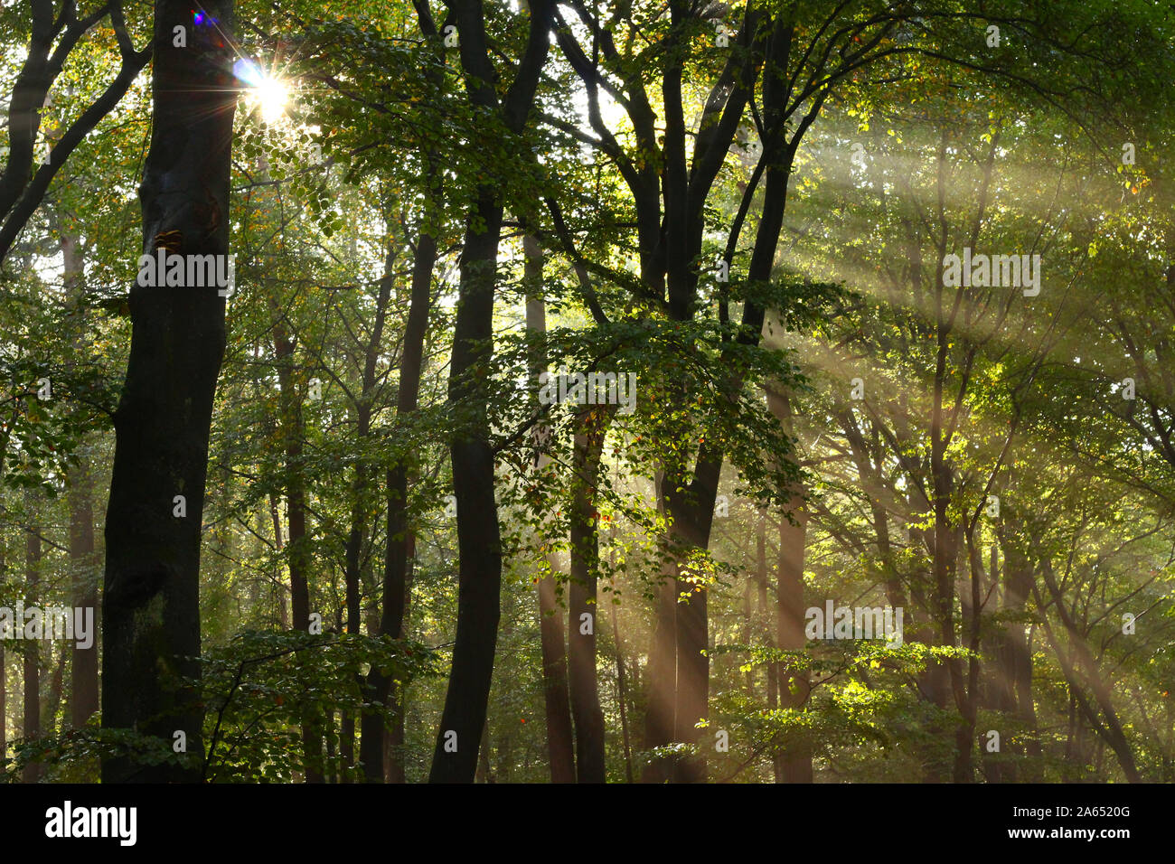 Beautiful sunbeams after rainfall in October make this Dutch beech ...