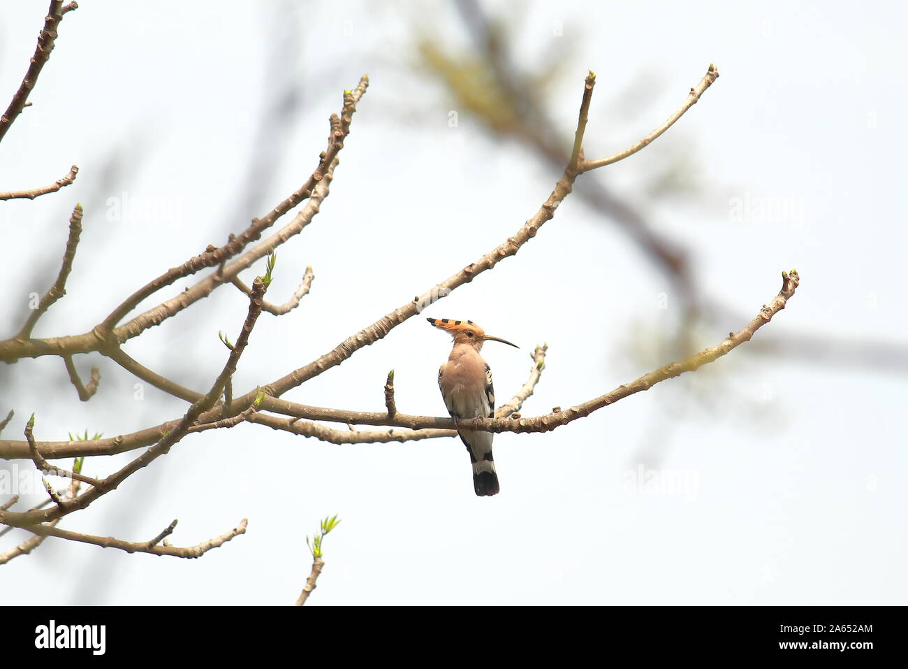 The Eurasian hoopoe (Upupa epops) is sitting on a tree branch in ...