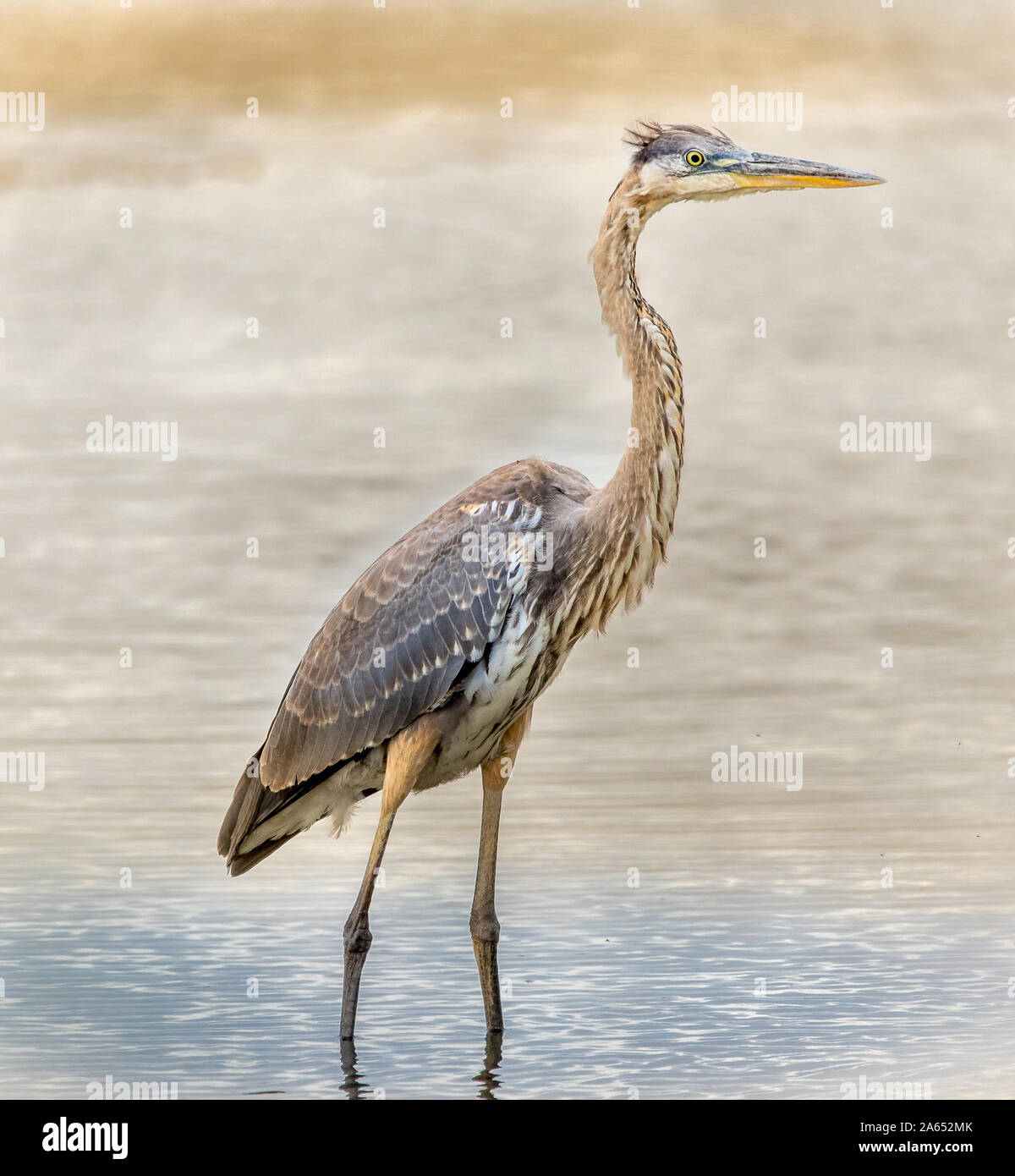 Herons of south america hi-res stock photography and images - Alamy