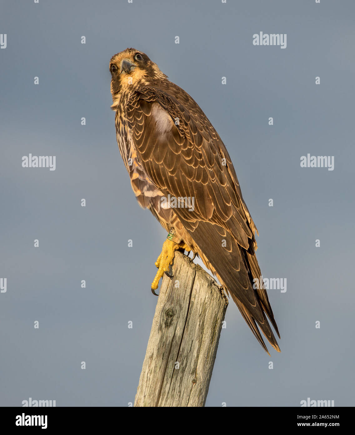 Yellow hawk fish hi-res stock photography and images - Alamy