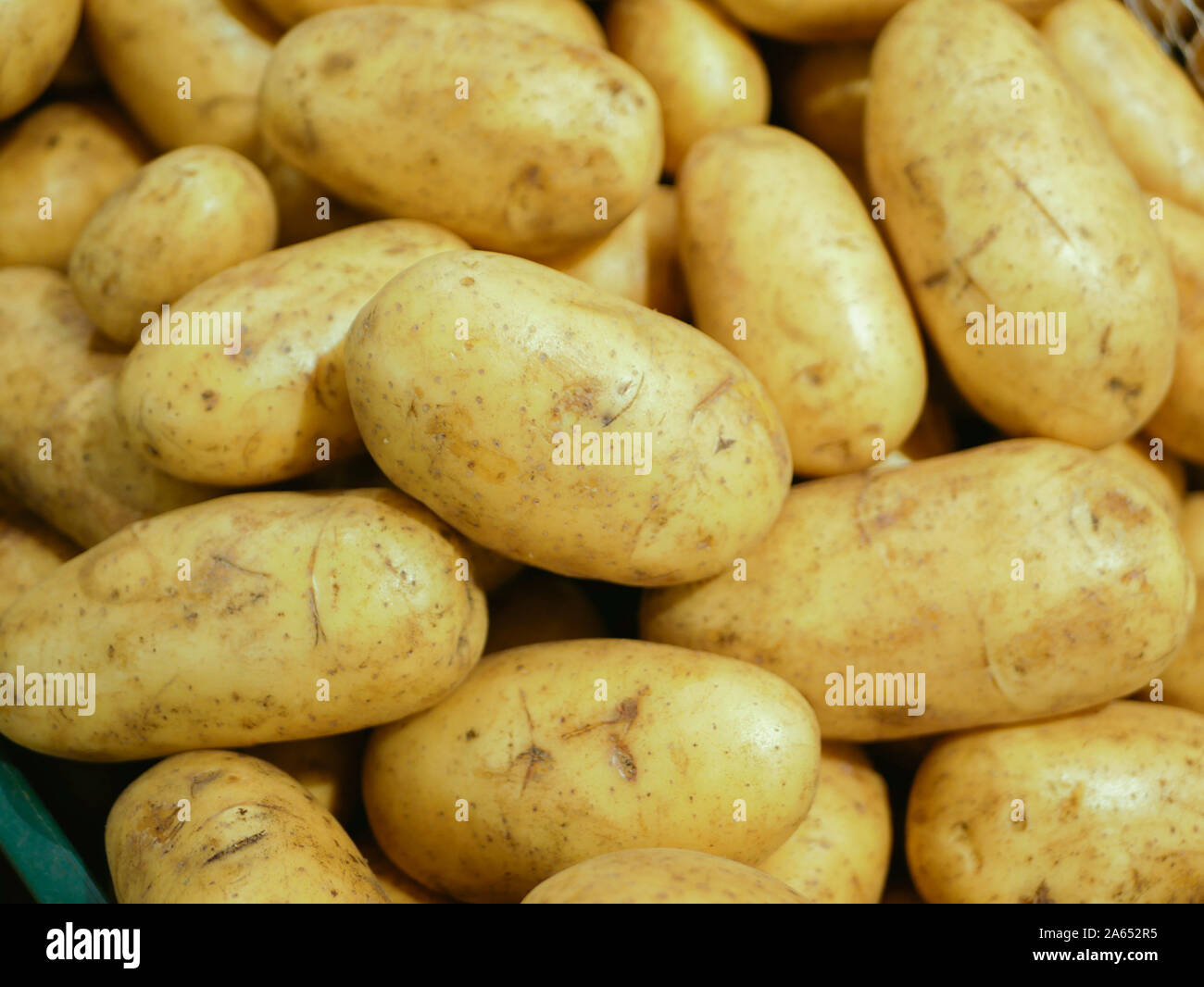 potatoes in a shop window. White pure potato tubers in a store window ...