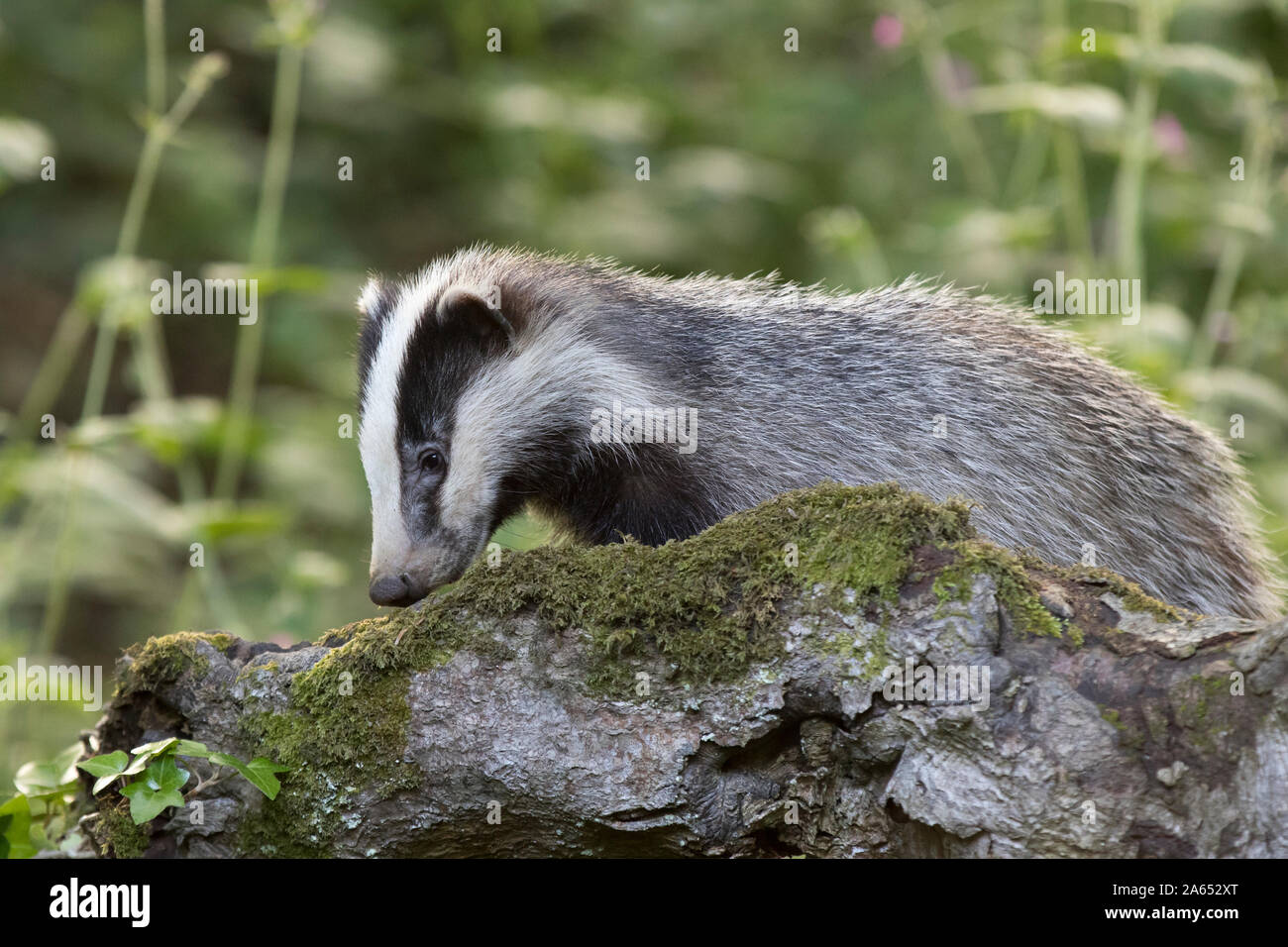 Young Badger cub Stock Photo - Alamy