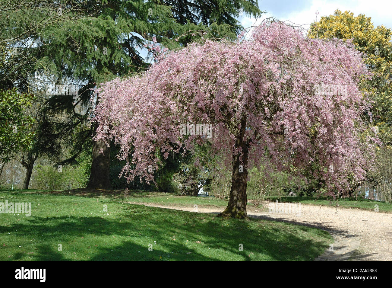 Park with pink tree Stock Photo - Alamy