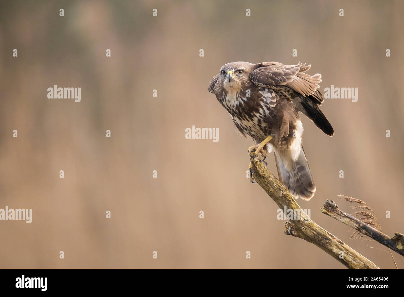 Buzzards Wales High Resolution Stock Photography and Images - Alamy